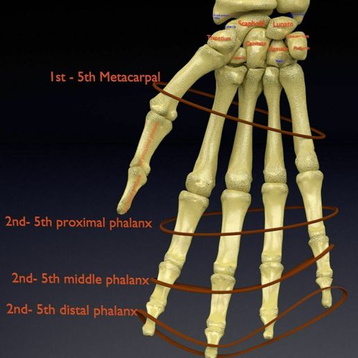 💀 Human skeleton set complete separable labelled bone names parts 3D ...