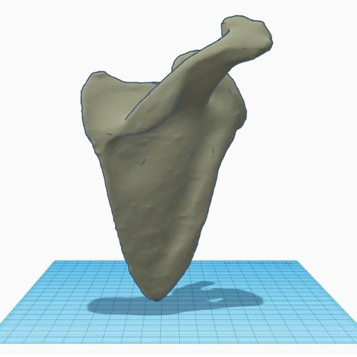 ⚕️ SCAPULA - ANATOMY MODEL・ STL File for ・Cults