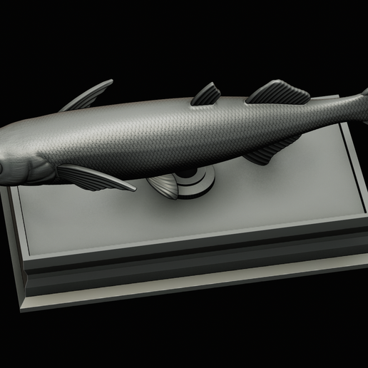 🐠 pejerrey fish / Odontesthes bonariensis with storage space / for 3d ...