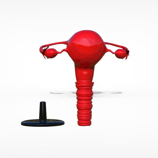 🏠 Realistic uterus anotomy - House decoration・Free STL File for ・Cults
