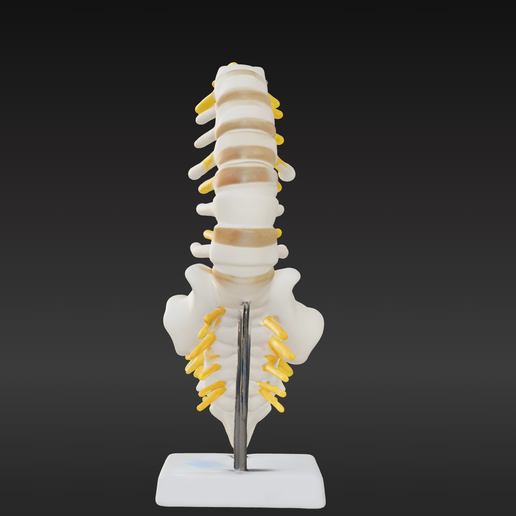 💊 3D Vertebrae Anatomy Model with Stand v3・ STL File for 3D printing・Cults