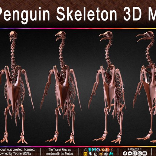 🐧 Penguin Skeleton 3D Model・ 3D File for 3D printing・Cults