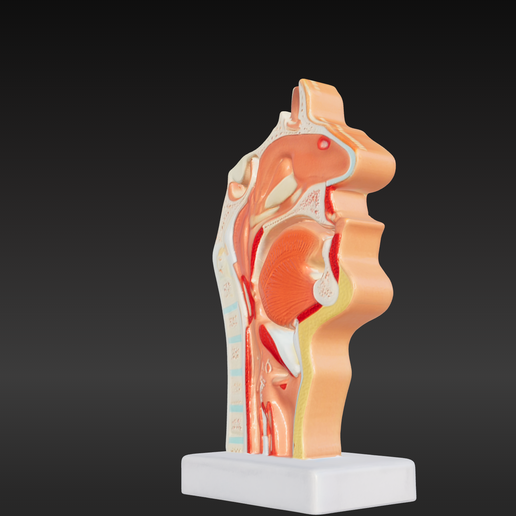 👂 3D Model of Larynx and Pharynx Disorders・ STL File for 3D printing・Cults
