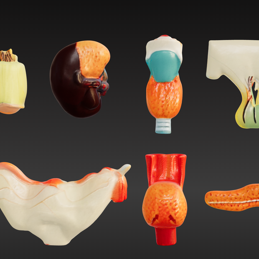 🩻 3D Complete Endocrine Gland Set Anatomy Model・ STL File for 3D ...