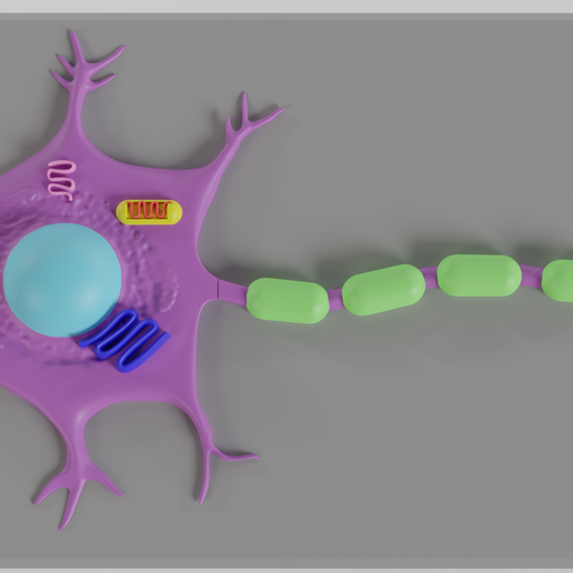 🧠 Multicolored Neuron 3D Model – Nerve Cell for 3D Printing・ STL File ...