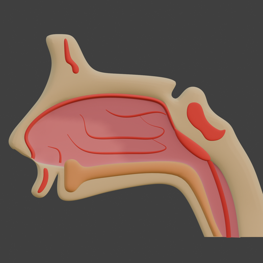 👃 3D Model of Nose Anatomy・ STL File for 3D printing・Cults