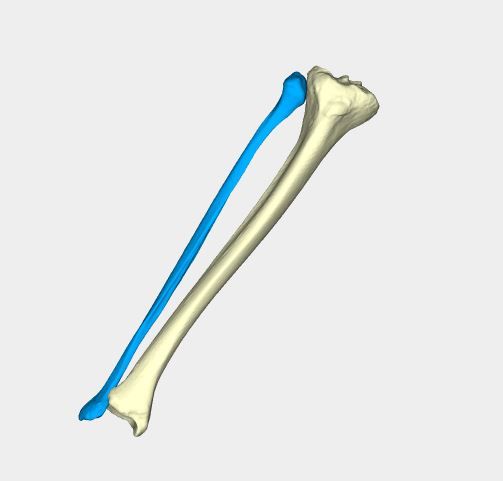 tibia unlabeled diagram
