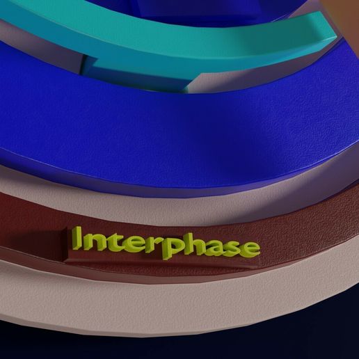 Ciclo celular fases etapas y puntos de control modelo de impresión 3d ...