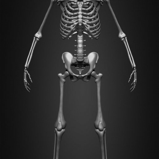 💀 Highly Detailed Human Skeleton (Male)・ 3D File for 3D printing・Cults