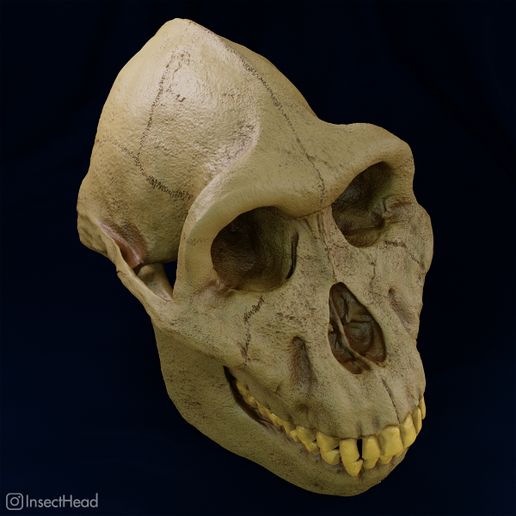 💀 Australopithecus anamensis skull reconstruction・Archivo STL para ...