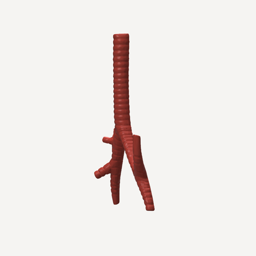 🩻 TRACHEA 3D SEGMENTED MODEL・ 3D File for 3D printing・Cults