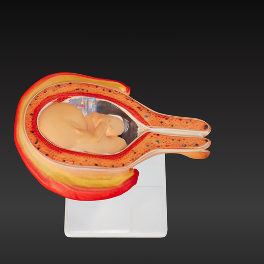 STL file 3D Model of 5th Month Human Embryo 🧪 (OBJ)・3D printable design ...