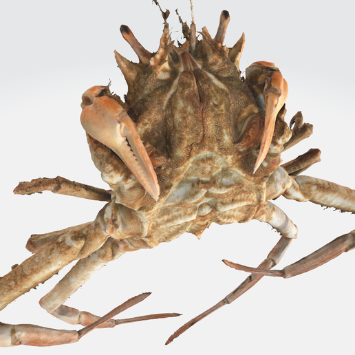 🦀 CRAB DorippeSinica CRUSTACEOUS CRAB AMPHIBIAN ANATOMY WATER OCEAN ...