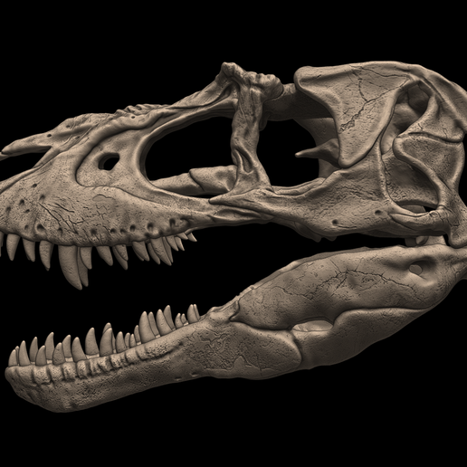 💀 Albertosaurus Skull 3D print model・ STL File for 3D printing・Cults