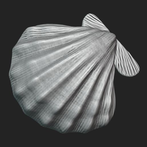 🐾 Giant Lion’s Paw Shell - 3D Printable Seashell Model・ 3D File for 3D ...