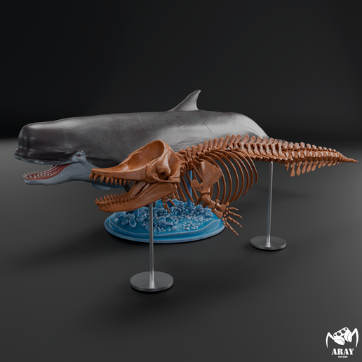 👹 Livyatan melvillei 3D print model・ 3D File for 3D printing・Cults