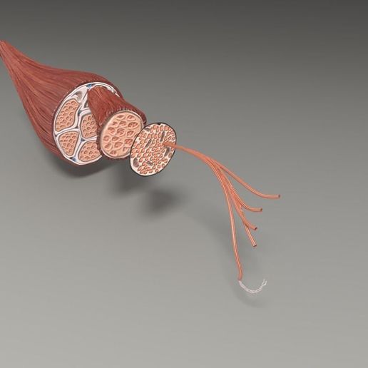 Muscle cross section 3D model・ 3D File for 3D printing・Cults