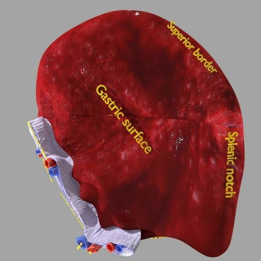 ⚕️ 3D Spleen Anatomy Microscopy Labelled 3D model・ 3D File for 3D ...