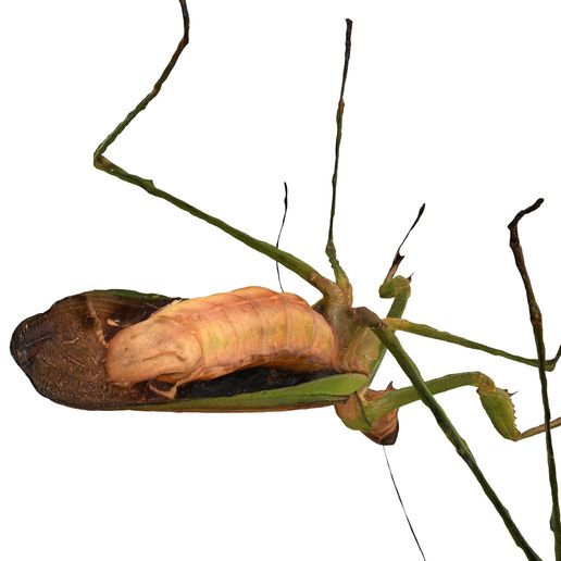 🪲 Giant Mantis Tenodera Aridifolia BEETLE Blaps Mortisaga AMPHIBIAN ...