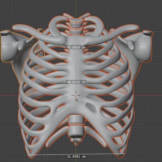 🎒 Life-size thorax・ STL File for 3D printing・Cults