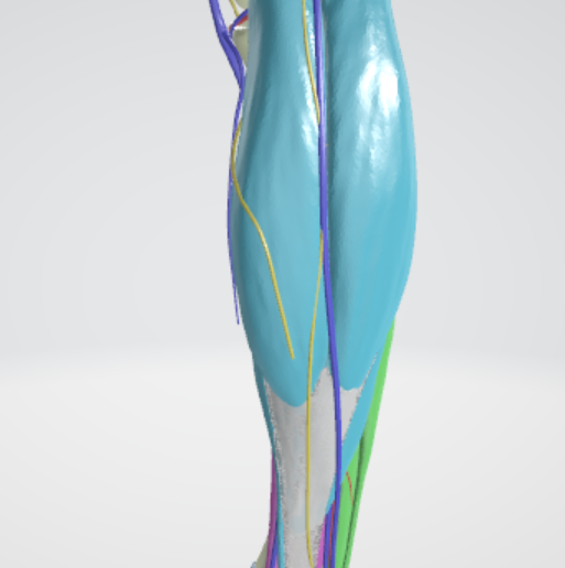 🩸 82 PARTS COMPLETE LOWER LIMB WITH MUSCLES, NERVES, BLOOD VESSELS ...