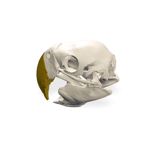 💀 SKULL PARROT BIRD MOUTH BEAK EYES BONE Skull HEAD FBX 3MF STL OBJ 3D ...