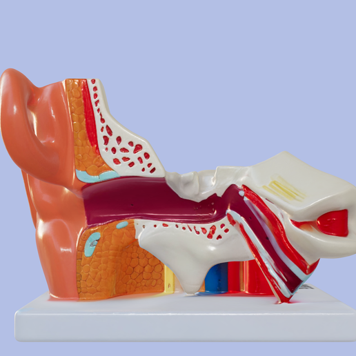 STL file 3D Model of Human Ear with Stand - One Part 👂 (OBJ)・3D ...