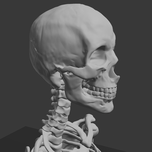 human skeleton anatomy reference