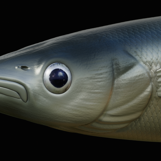 🐠 fish pejerrey / Odontesthes bonariensis natural base detailed texture ...