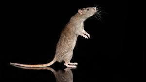 Free STL file Rattus 7 🎲 (3MF)・3D printable object to download・Cults