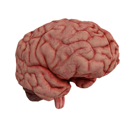 🧠 Detailed Human Brain Model 3D Model STL Printable・ STL File for 3D ...