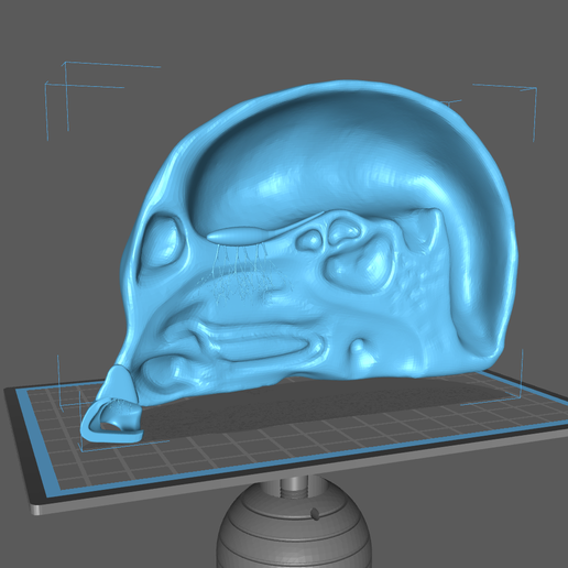 STL file Nose Anatomy 👃 ・Template to download and 3D print・Cults