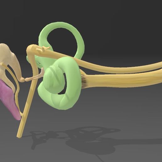 STL file Anatomy of the Inner Ear 👂 ・3D printable design to download・Cults