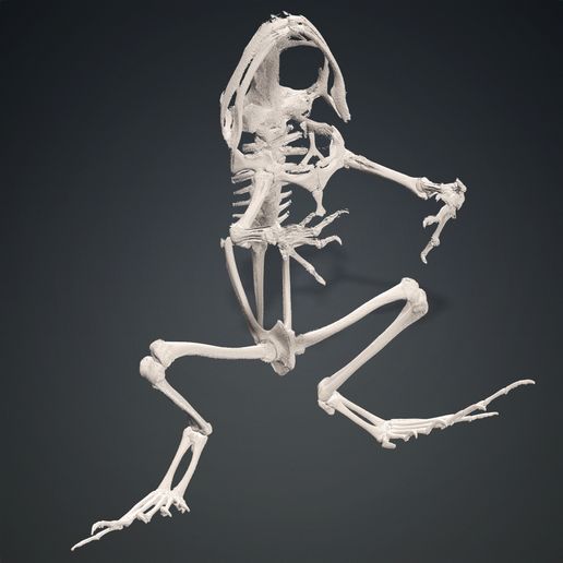 🐸 FROG AMPHIBIAN FROG MARSH FROG FROG K SKELETON BENES ANATOMY GUTS ...