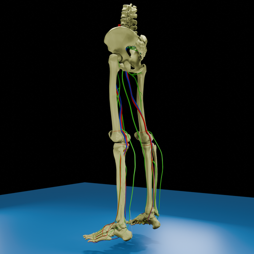 Human Leg Skeleton with Vessels & Nerves 🦵💀 | Anatomy 3D Printable ...