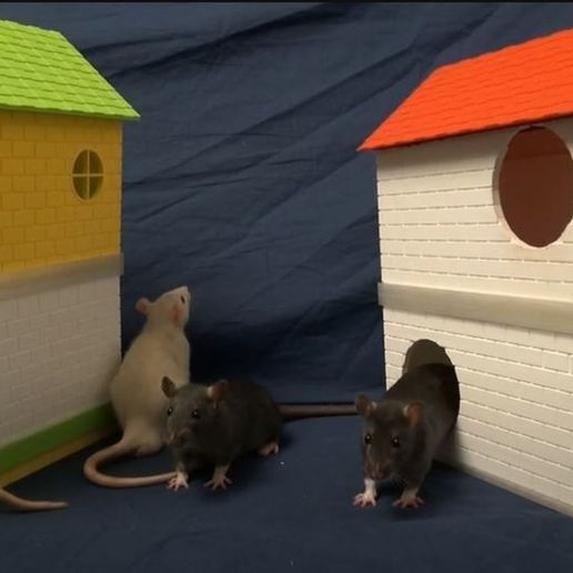 🐀 Rat house・Free 3D File for ・Cults