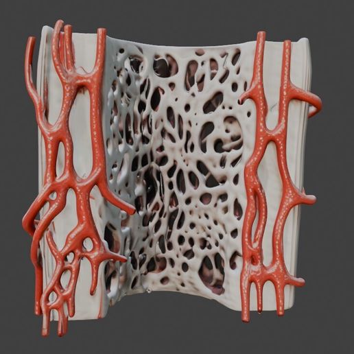 Archivo STL 3D Model of Bone Anatomy 🦴 (OBJ)・Modelo para descargar y ...
