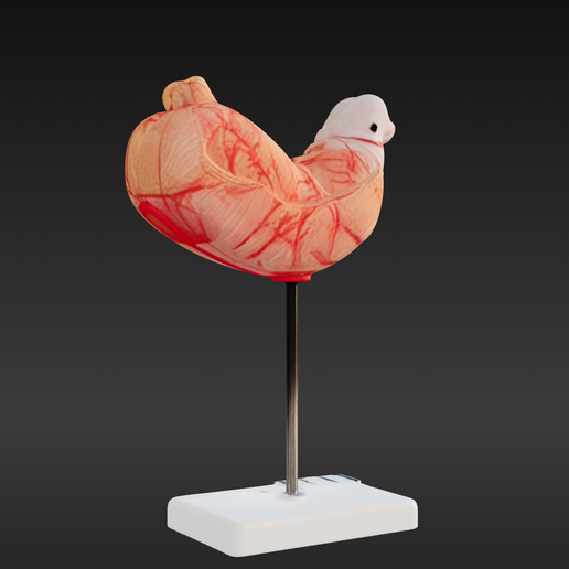 STL file 3D Human Stomach Anatomy Model 🩻 (OBJ)・3D printer design to ...