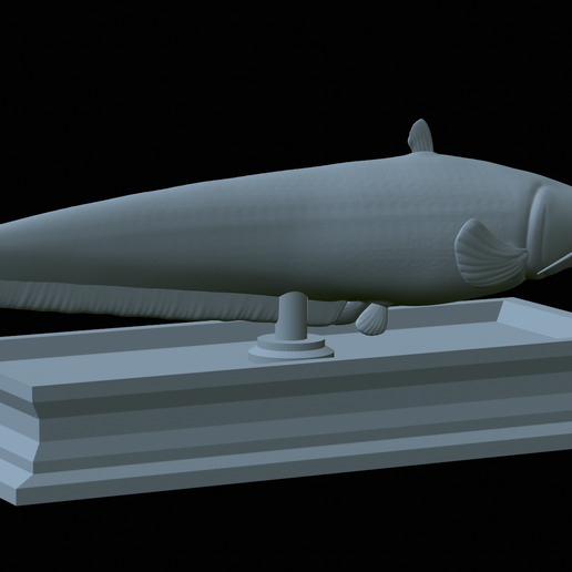 🐠 fish wels catfish / Silurus glanis statue detailed texture for 3d ...