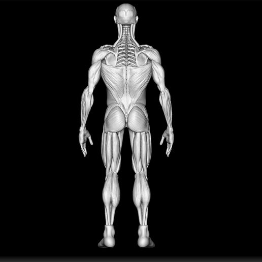 Archivo STL Anatomy Human Muscles - Medical Muscle Model - Human Muscle ...