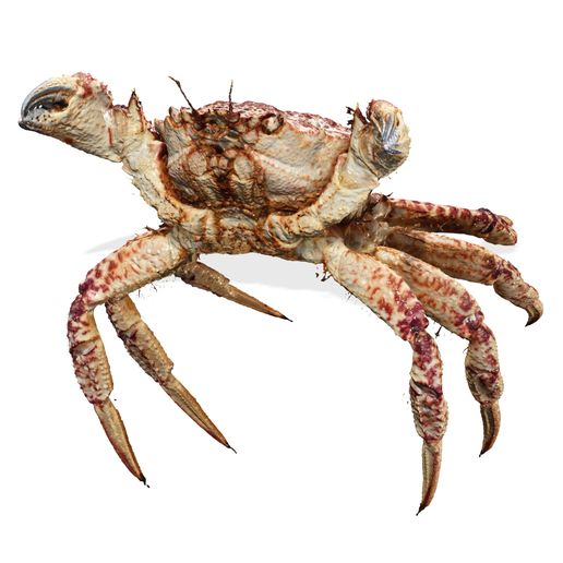crab skeleton