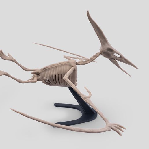 💀 Pterodactyl Skeleton・ STL File for ・Cults