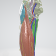 🦵 82-Part Complete Lower Limb Anatomy 3D Model – Muscles, Nerves ...