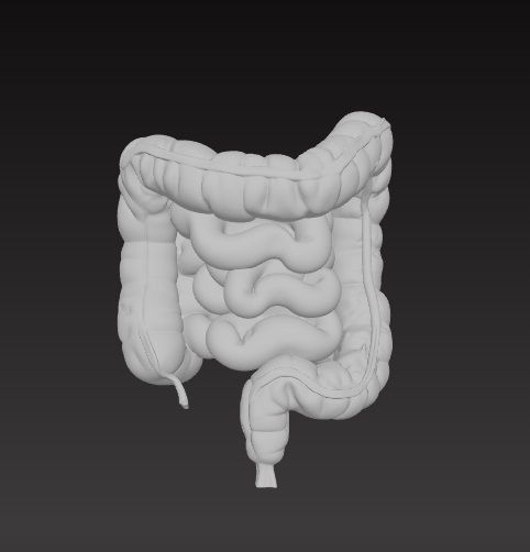 🫁 intestines・ STL File for 3D printing・Cults
