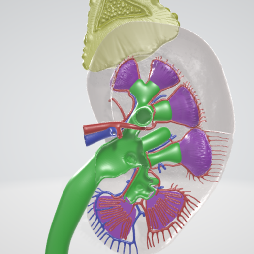🎨 7 PARTS KIDNEY WITH RENAL ARTERY, VEIN, RENAL CORTEX, MEDULLA ...