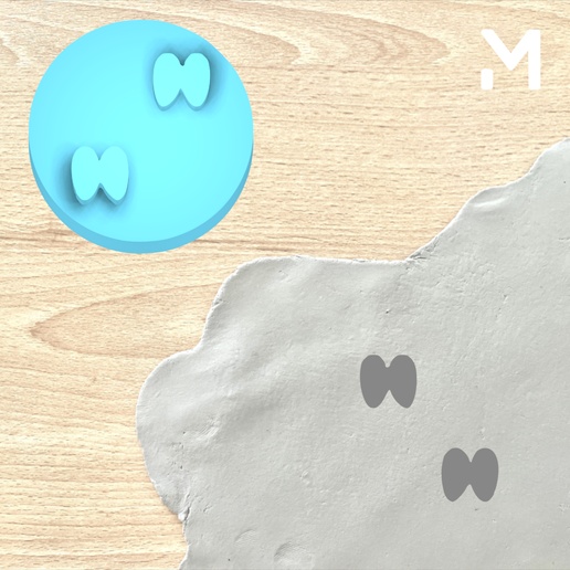 🎨 Stamp - Animal footprint pair・Free STL File for 3D printing・Cults