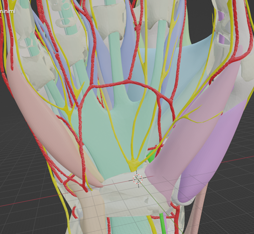 43-Part Complete Hand Anatomy 3D Model – Bones, Muscle Layers ...