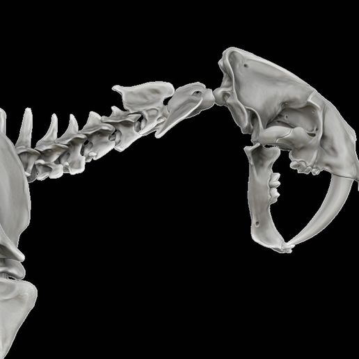 💀 Smilodon populator - sabertooth skeleton 3D print model・ 3D File for ...