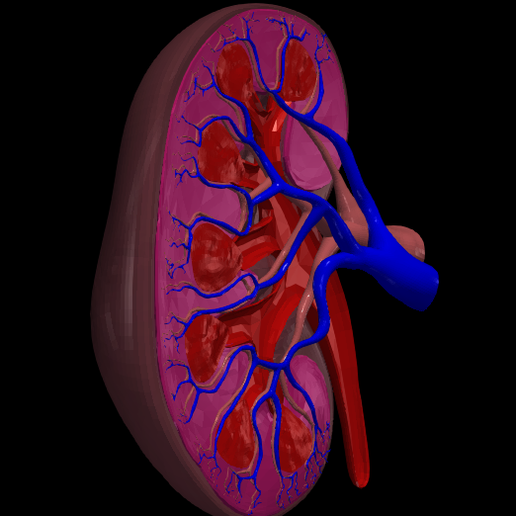 STL file 3D Model of Human Kidney cross section (OBJ)・3D printing idea ...