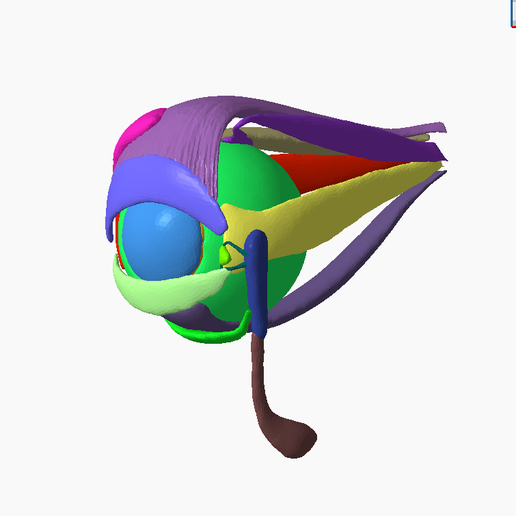 3D file RIGHT EYE SEGMENTED 3D MODEL IN 25 PARTS ️ ・3D printer design ...